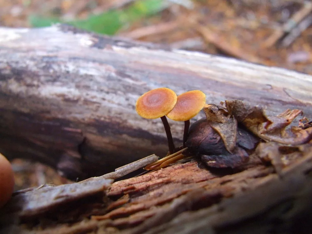 Heimiomyces | Humboldt Life | Lost Coast Outpost | Humboldt County News