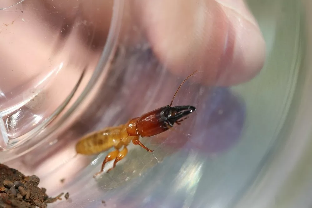 Archotermopsidae | Humboldt Life | Lost Coast Outpost | Humboldt County ...