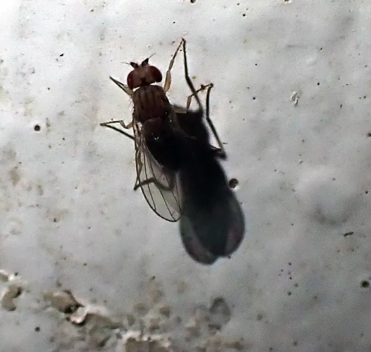Drosophila (Small fruit flies) | Humboldt Life | Lost Coast Outpost ...