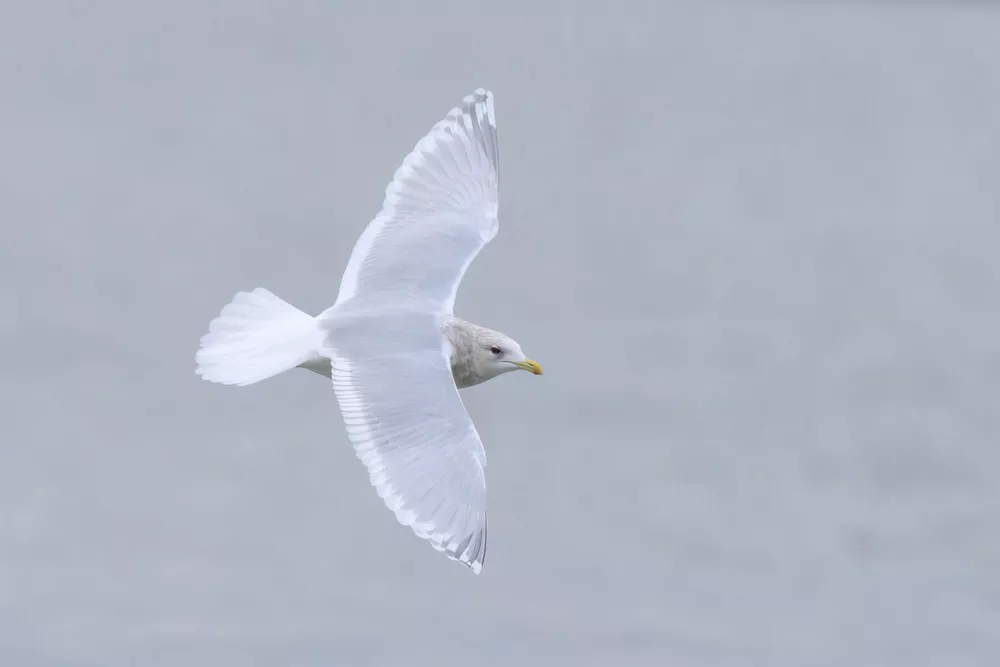 Larus glaucoides (Iceland gull) | Humboldt Life | Lost Coast Outpost ...