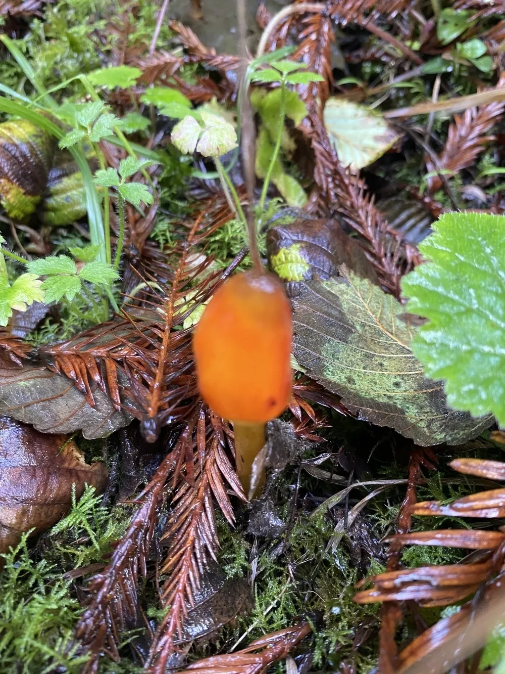 Hygrocybe conica (Witch's hat) | Humboldt Life | Lost Coast Outpost ...