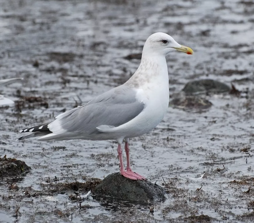 Larus glaucoides thayeri (Thayer's gull) | Humboldt Life | Lost Coast ...