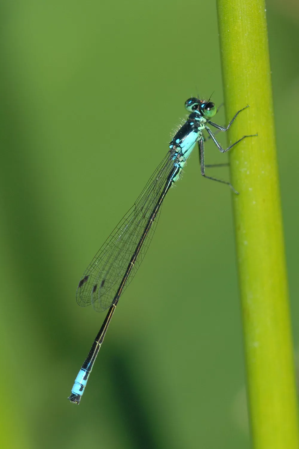 Coenagrionidae (Narrow-winged damselflies) | Humboldt Life | Lost Coast ...