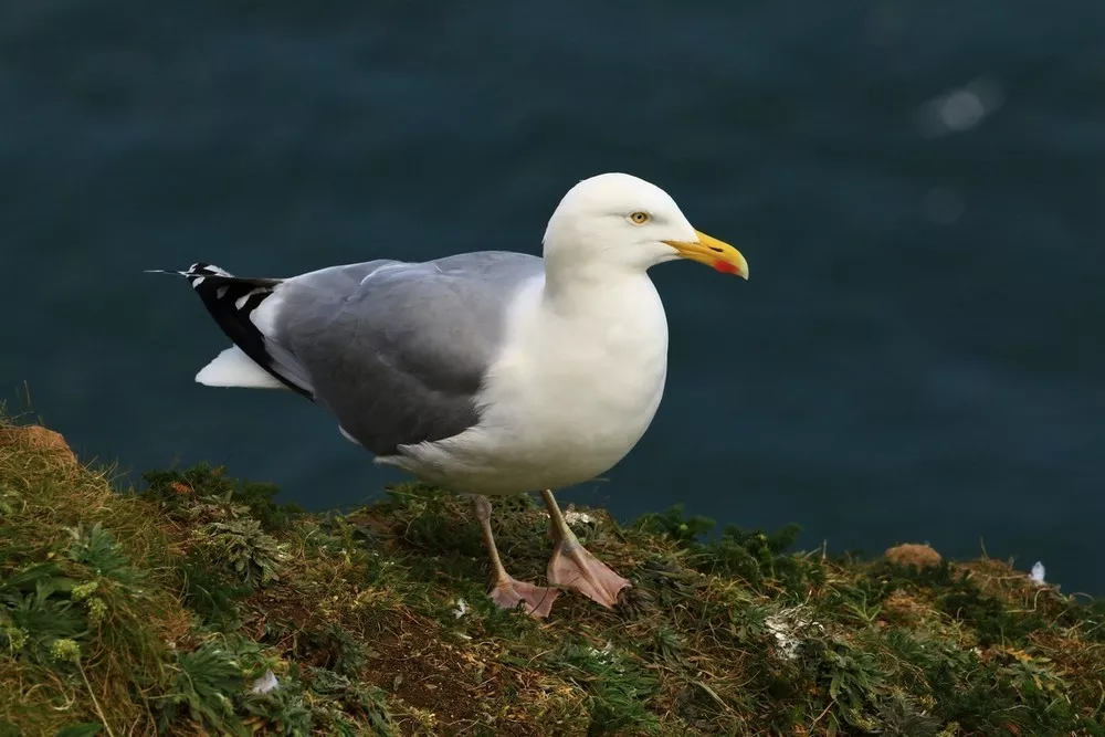 Larus argentatus (Herring gull) | Humboldt Life | Lost Coast Outpost ...