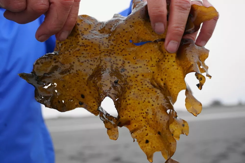 Mazzaella oregona | Humboldt Life | Lost Coast Outpost | Humboldt ...