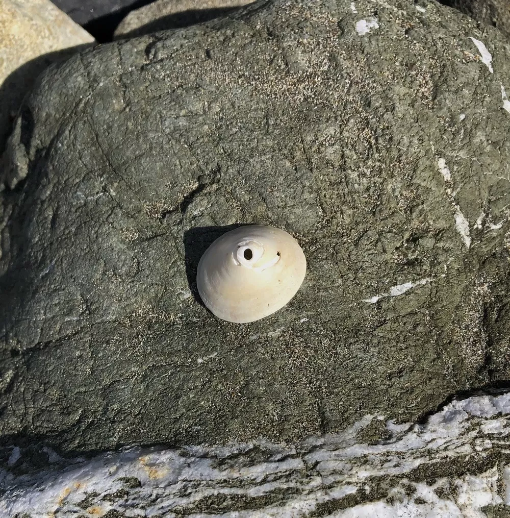 Acmaeidae | Humboldt Life | Lost Coast Outpost | Humboldt County News