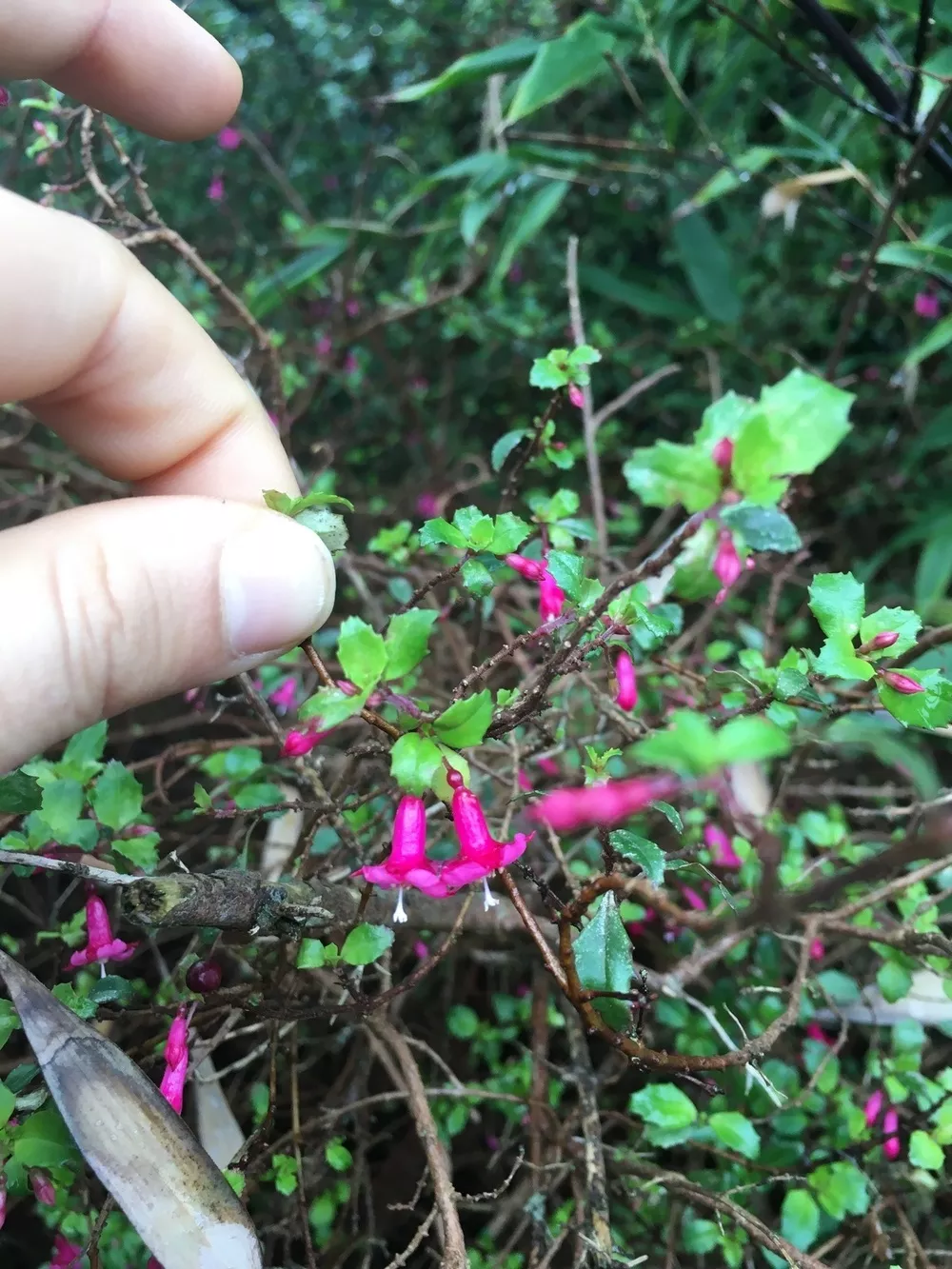 Fuchsia microphylla | Humboldt Life | Lost Coast Outpost | Humboldt ...
