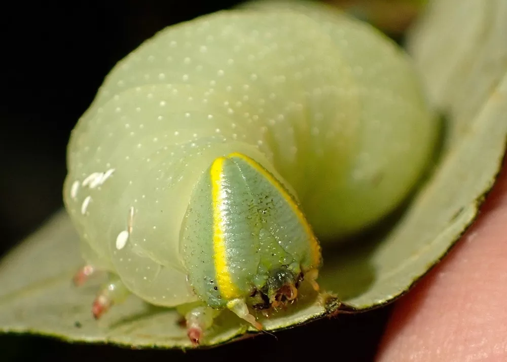 Smerinthus ophthalmica (Southwestern eyed sphinx) | Humboldt Life ...