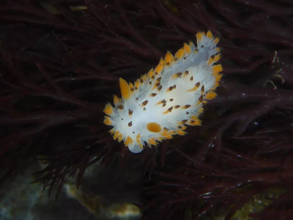 Crimora | Humboldt Life | Lost Coast Outpost | Humboldt County News