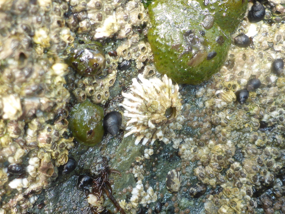 Semibalanus cariosus (Thatched barnacle) | Humboldt Life | Lost Coast ...