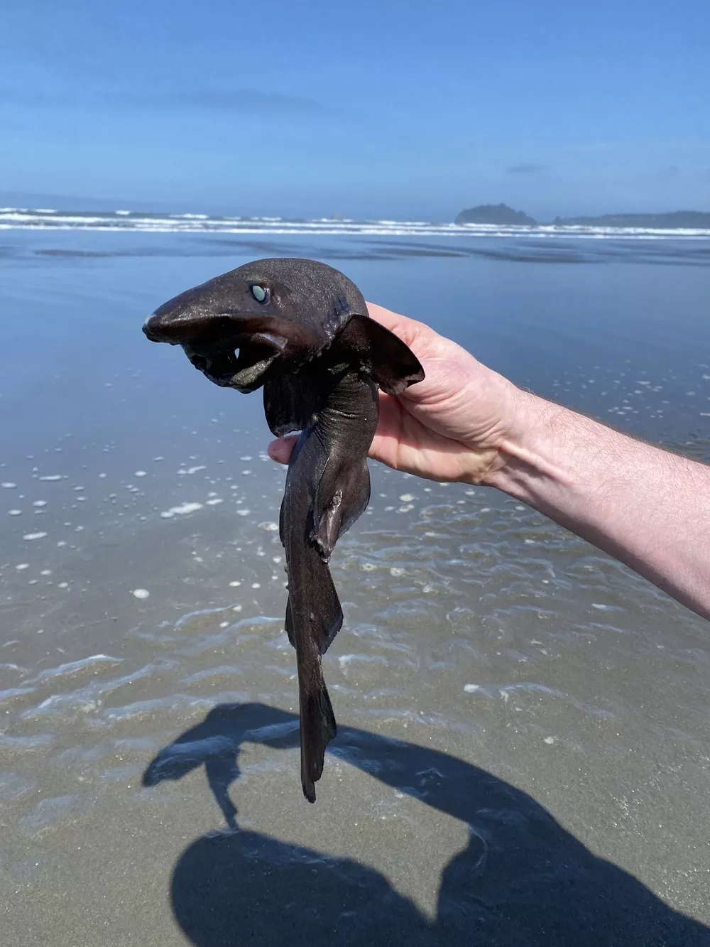 Apristurus brunneus (Brown catshark) | Humboldt Life | Lost Coast ...