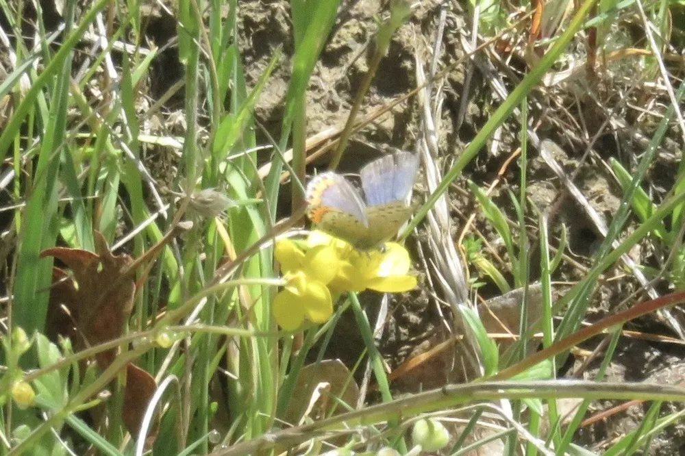 Icaricia lupini (Lupine blue) | Humboldt Life | Lost Coast Outpost ...