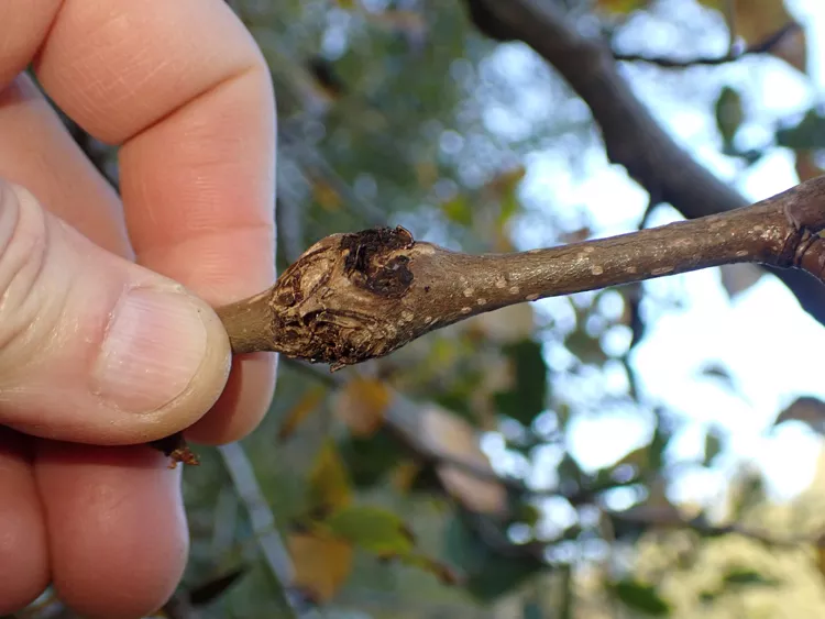Saperda populnea (Small poplar borer) | Humboldt Life | Lost Coast ...