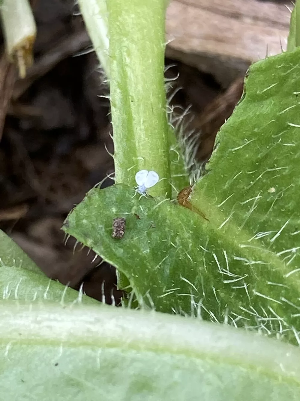 Siphoninus phillyreae (Ash whitefly) | Humboldt Life | Lost Coast ...