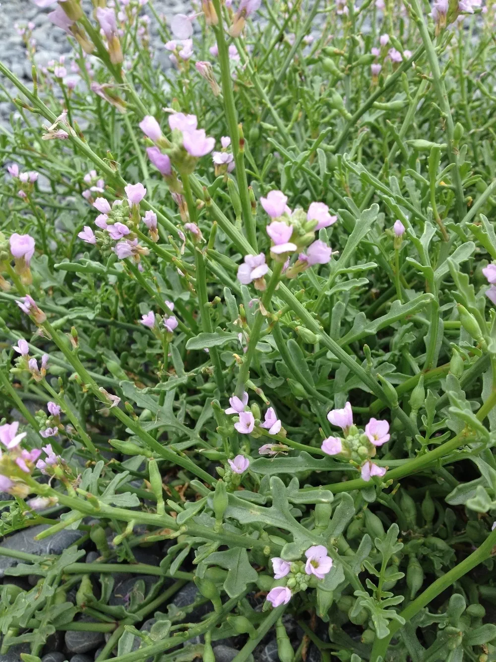 Cakile maritima (European searocket) | Humboldt Life | Lost Coast ...