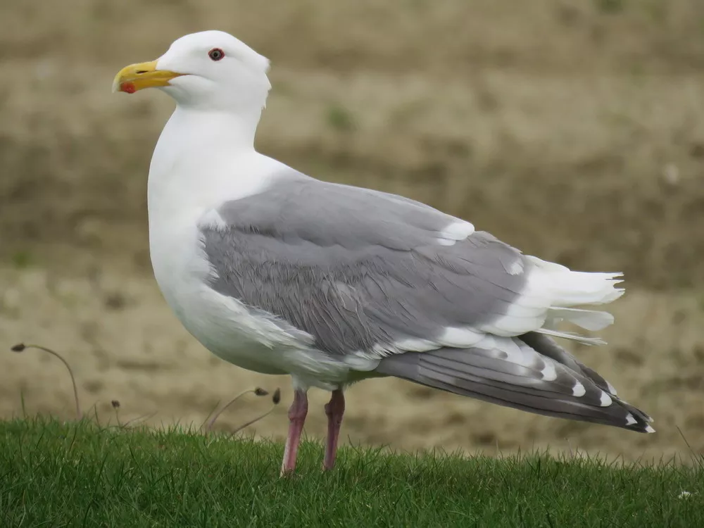 Larus glaucescens × occidentalis (Olympic gull) | Humboldt Life | Lost ...