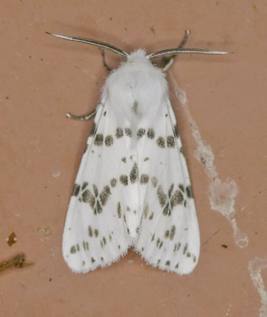 Hyphantria cunea (Fall webworm moth) | Humboldt Life | Lost Coast ...