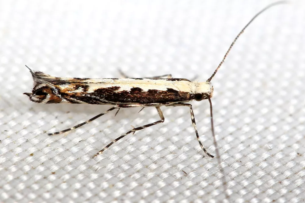 Micrurapteryx | Humboldt Life | Lost Coast Outpost | Humboldt County News