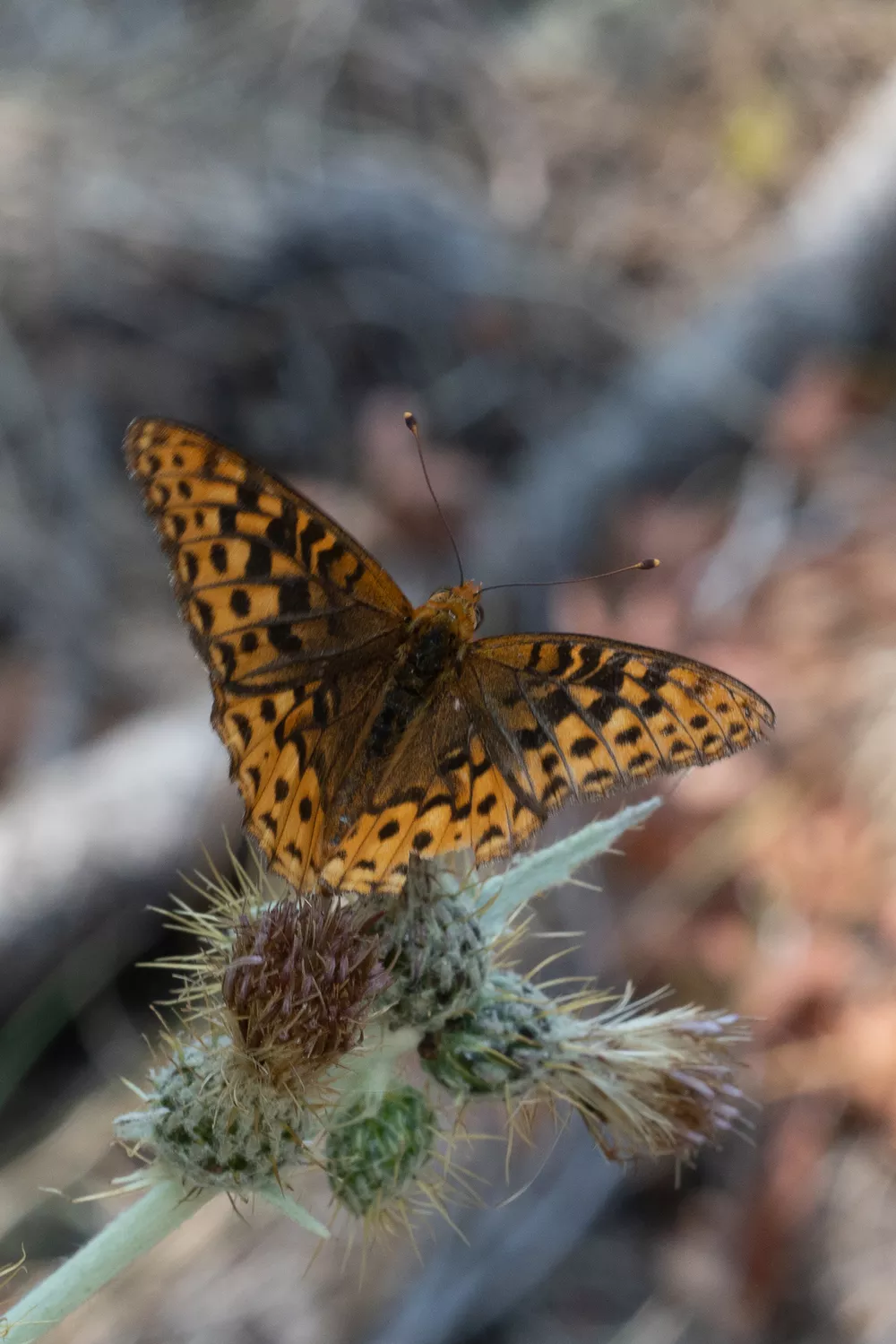 Argynnis hydaspe davisi | Humboldt Life | Lost Coast Outpost | Humboldt ...