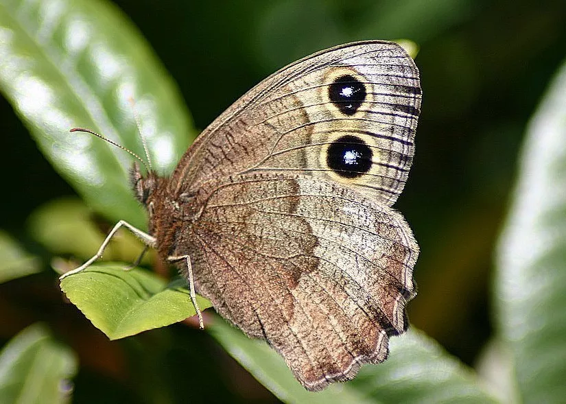 Cercyonis (Wood-nymphs) | Humboldt Life | Lost Coast Outpost | Humboldt ...