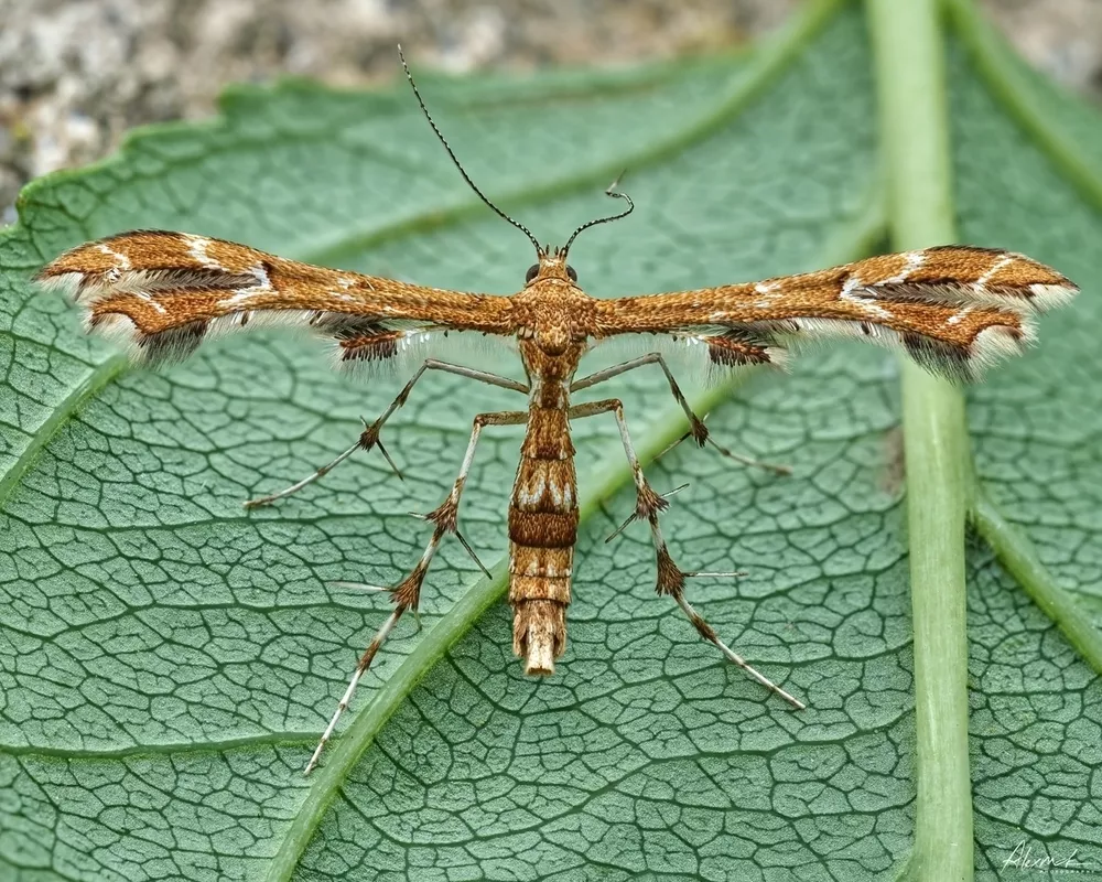 Geina periscelidactylus (Grape plume moth) | Humboldt Life | Lost Coast ...