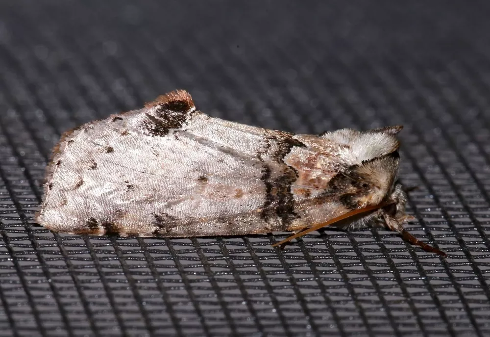 Pseudothyatira cymatophoroides (Tufted thyatirine moth) | Humboldt Life ...
