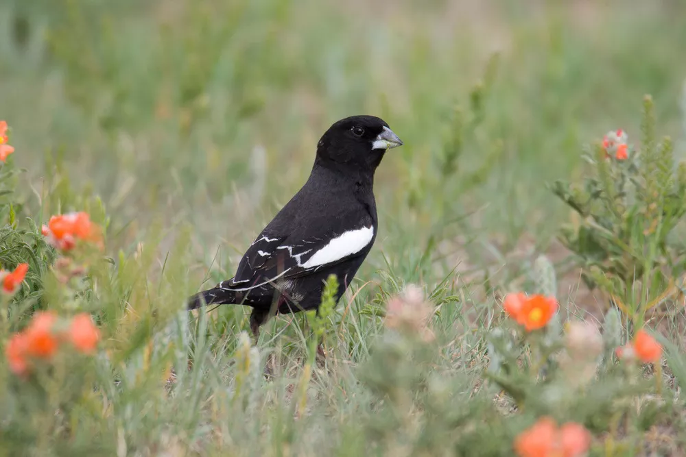 Calamospiza melanocorys (Lark bunting) | Humboldt Life | Lost Coast ...