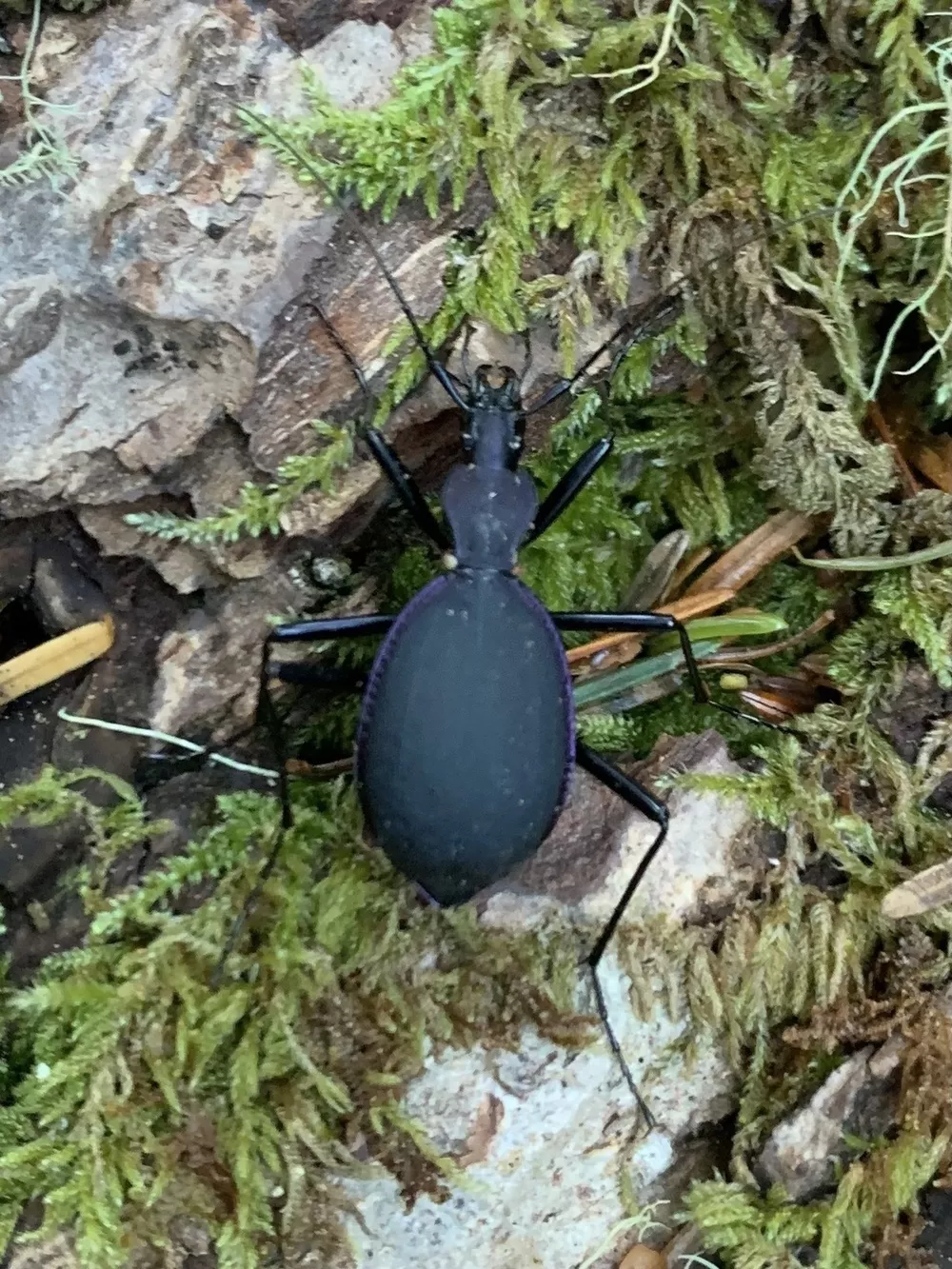 Scaphinotus velutinus (Velvet snail-eating beetle) | Humboldt Life ...