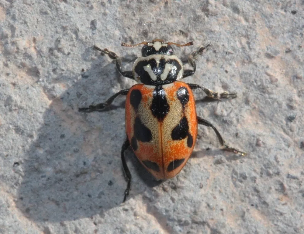 Hippodamia sinuata (Sinuate lady beetle) | Humboldt Life | Lost Coast ...