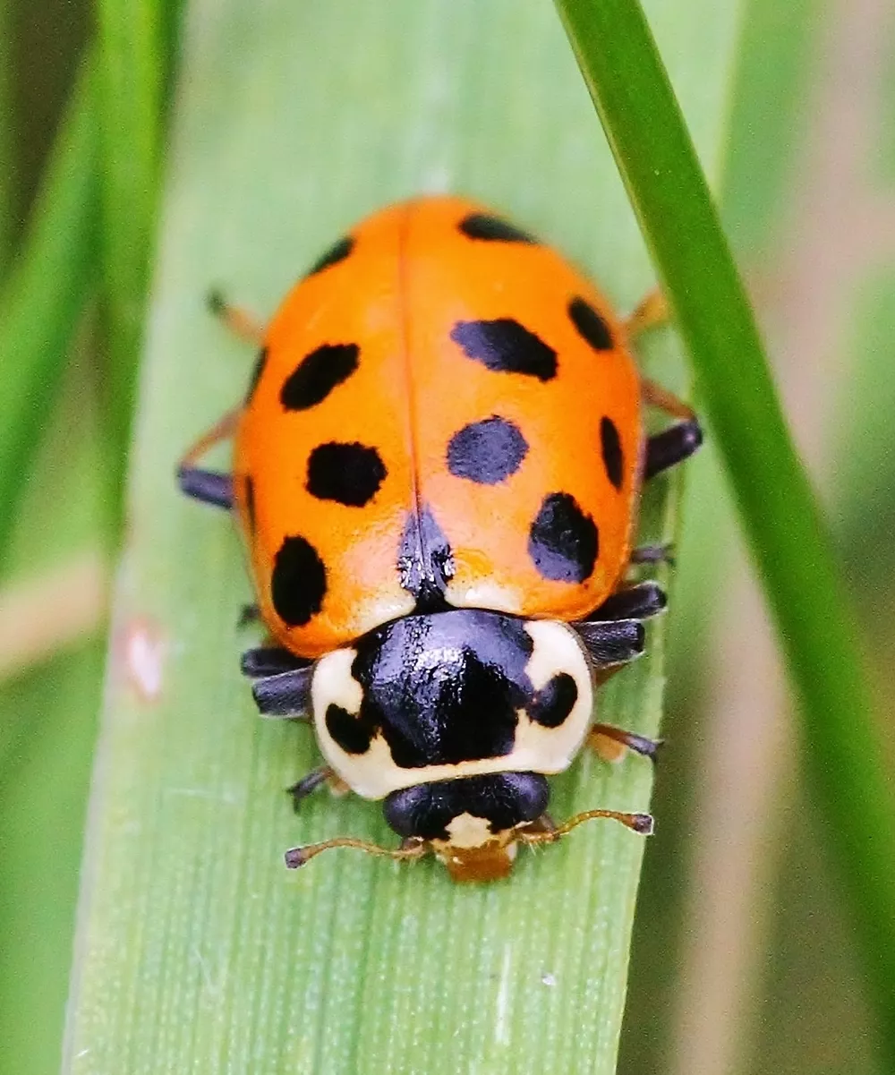 Hippodamia tredecimpunctata (13-spotted lady beetle) | Humboldt Life ...