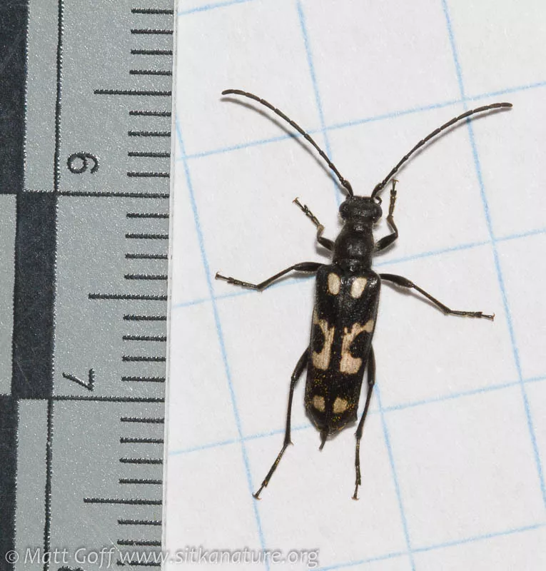 Xestoleptura behrensii | Humboldt Life | Lost Coast Outpost | Humboldt ...