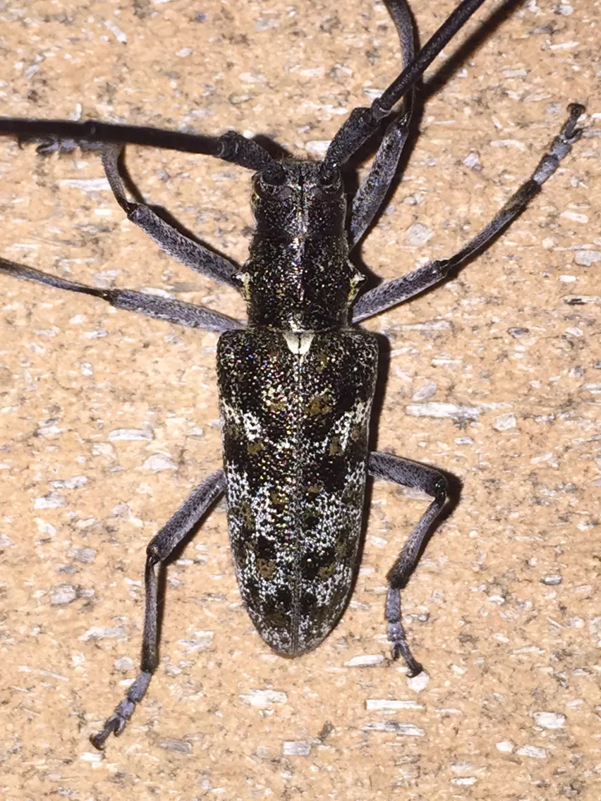 Monochamus clamator (Spotted pine sawyer) | Humboldt Life | Lost Coast ...