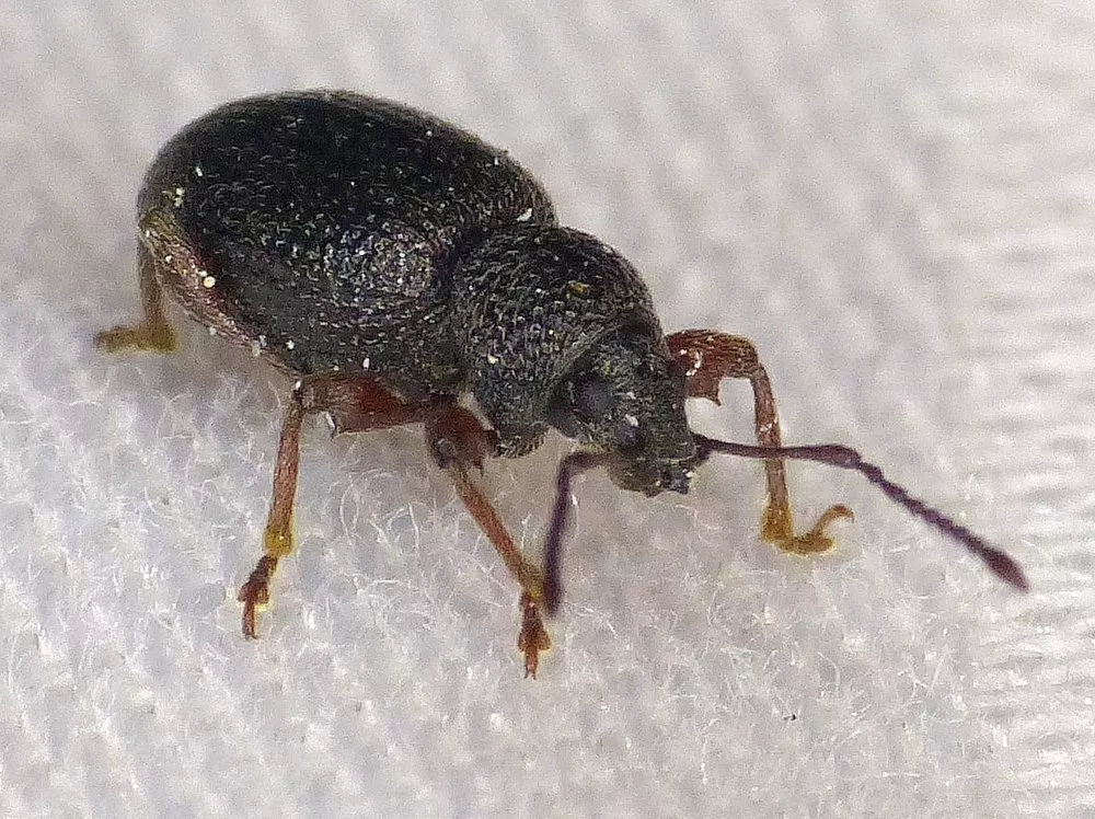 Otiorhynchus ovatus (Strawberry root weevil) | Humboldt Life | Lost ...