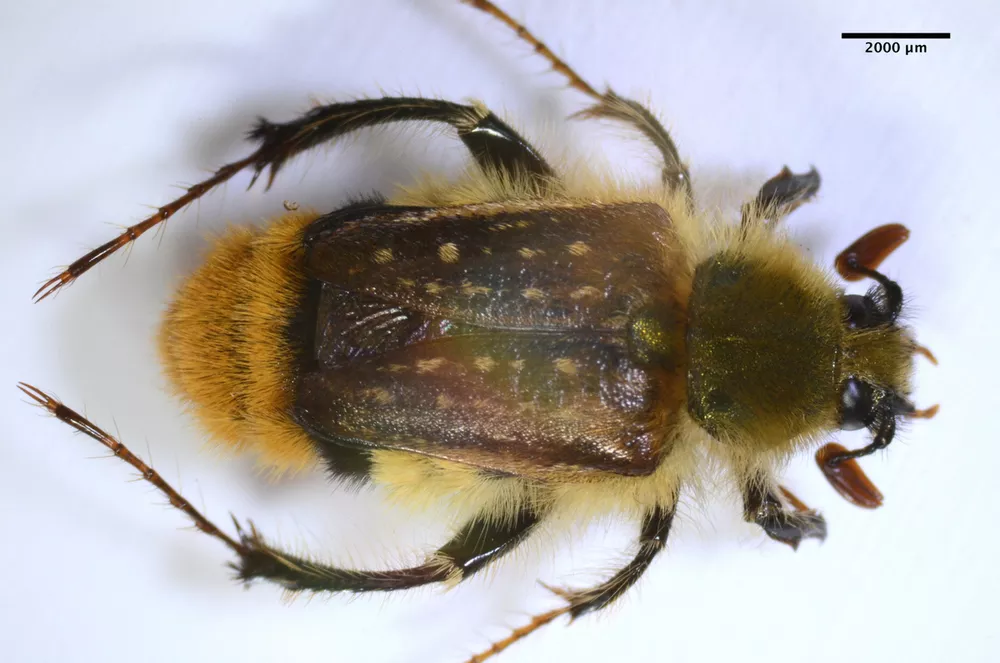 Glaphyridae (Bumble bee scarab beetles) | Humboldt Life | Lost Coast ...