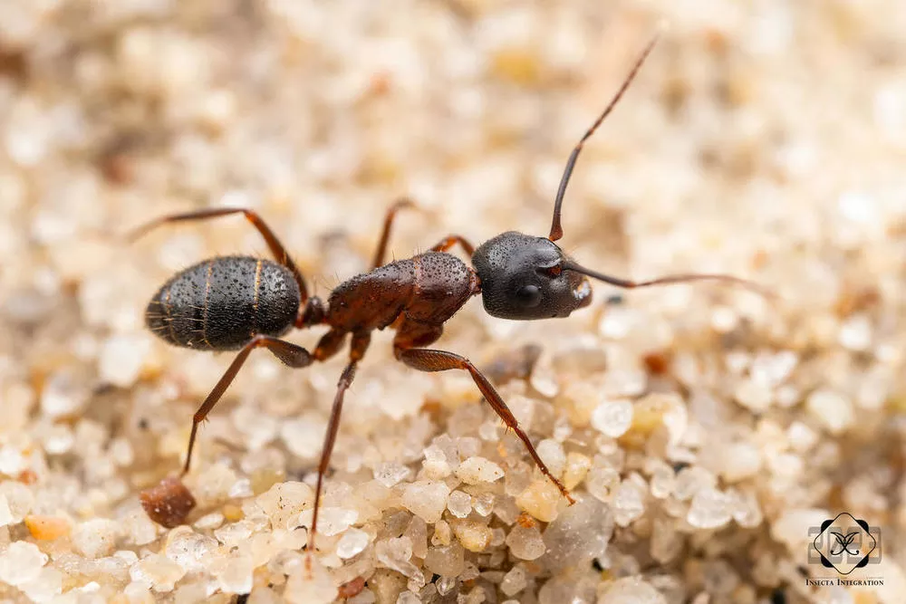Hymenoptera (Ants, bees, wasps, and sawflies) | Humboldt Life | Lost ...