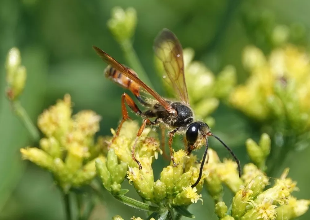 Sphecidae (Thread-waisted wasps) | Humboldt Life | Lost Coast Outpost ...