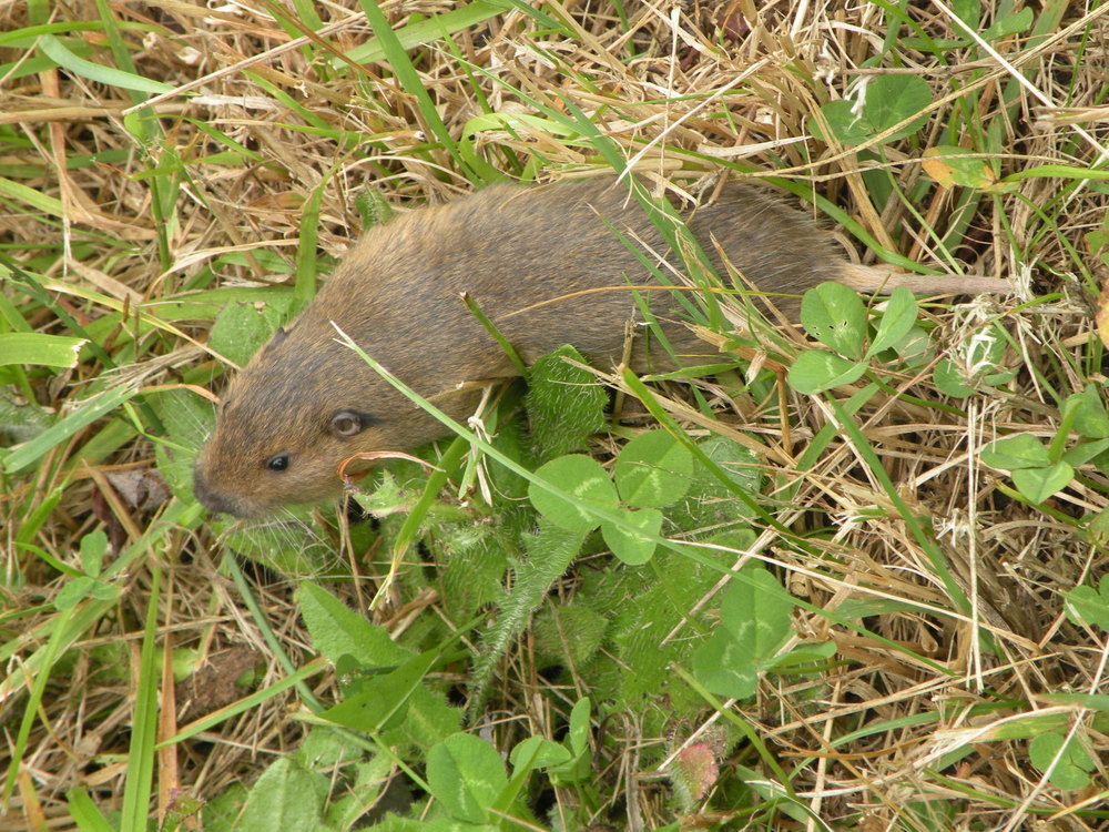 Thomomys bottae (Botta's pocket gopher) | Humboldt Life | Lost Coast ...