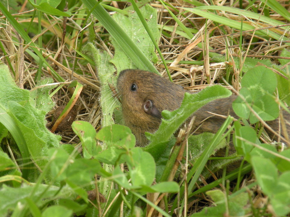 Thomomys bottae (Botta's pocket gopher) | Humboldt Life | Lost Coast ...