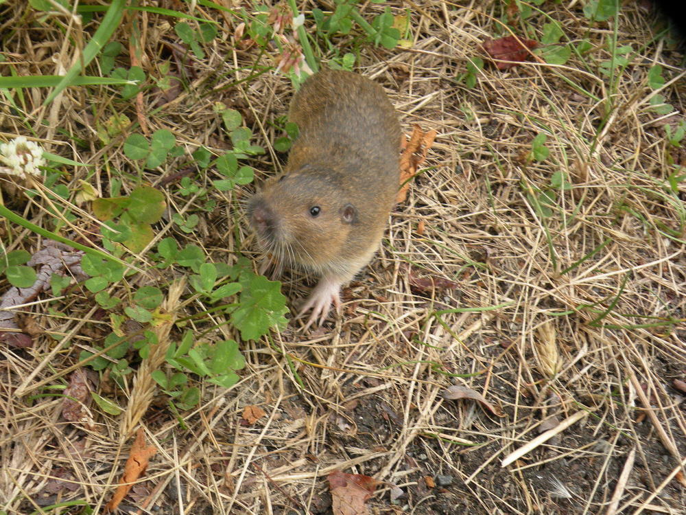 Thomomys bottae (Botta's pocket gopher) | Humboldt Life | Lost Coast ...