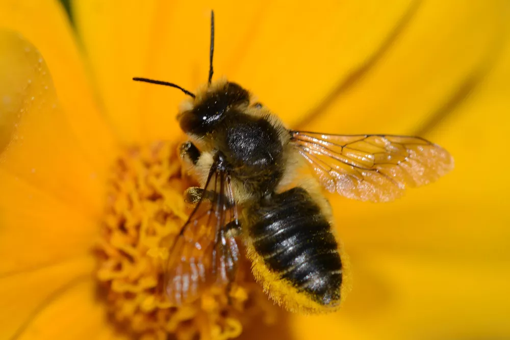 Aculeata (Ants, bees, and stinging wasps) | Humboldt Life | Lost Coast ...