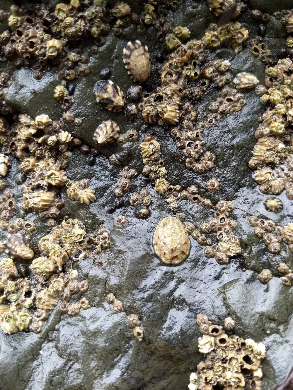 Lottia digitalis (Fingered limpet complex) | Humboldt Life | Lost Coast ...