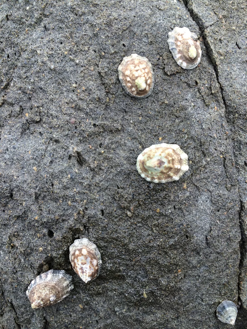 Lottia digitalis (Fingered limpet complex) | Humboldt Life | Lost Coast ...