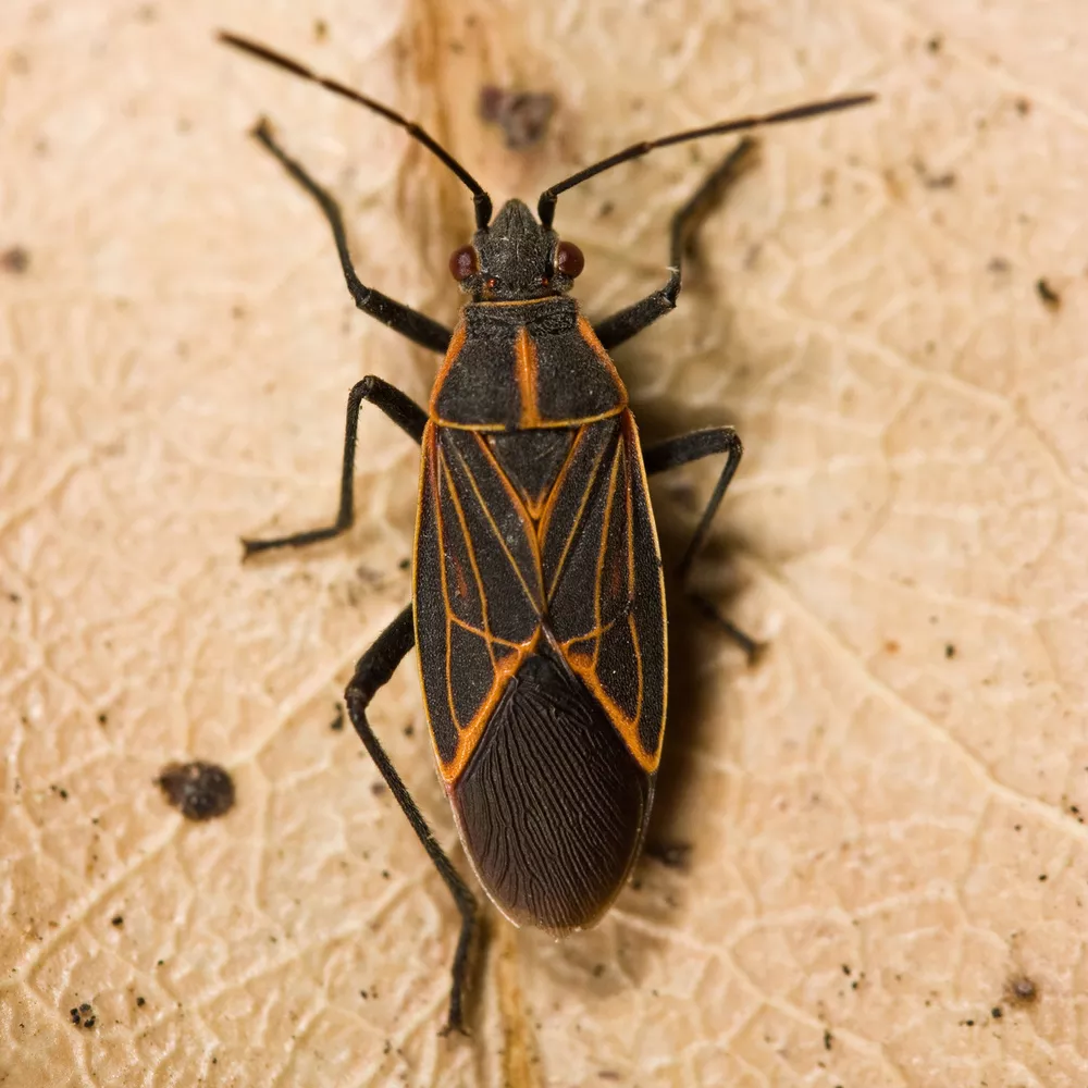 Rhopalidae (Scentless plant bugs) | Humboldt Life | Lost Coast Outpost ...
