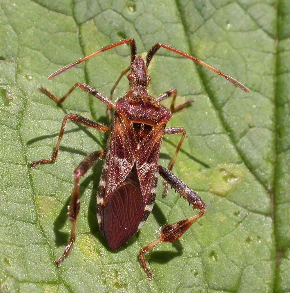 Coreidae (Leaf-footed bugs) | Humboldt Life | Lost Coast Outpost ...