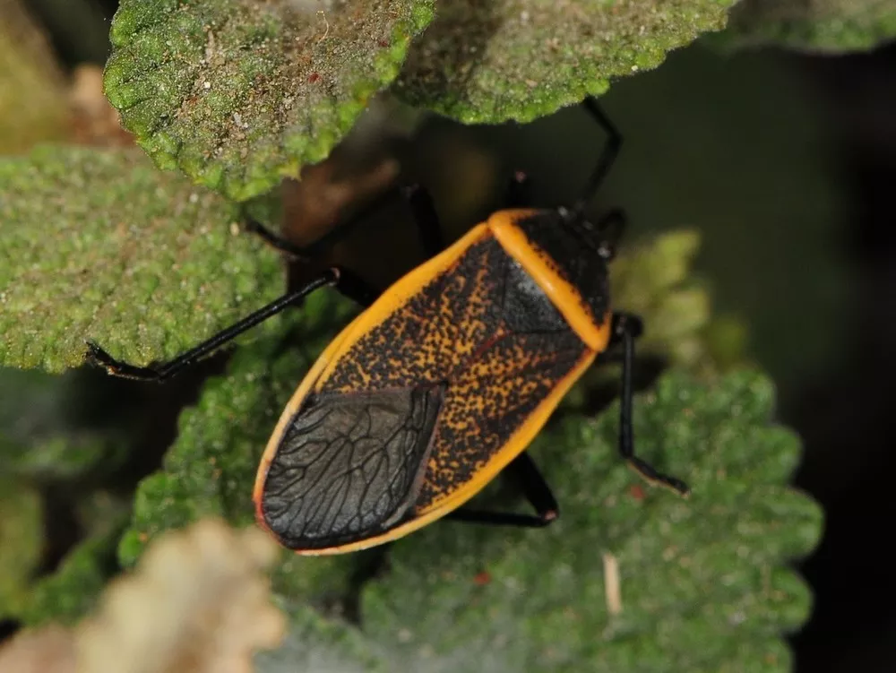 Pyrrhocoroidea (Red and bordered plant bugs) | Humboldt Life | Lost ...