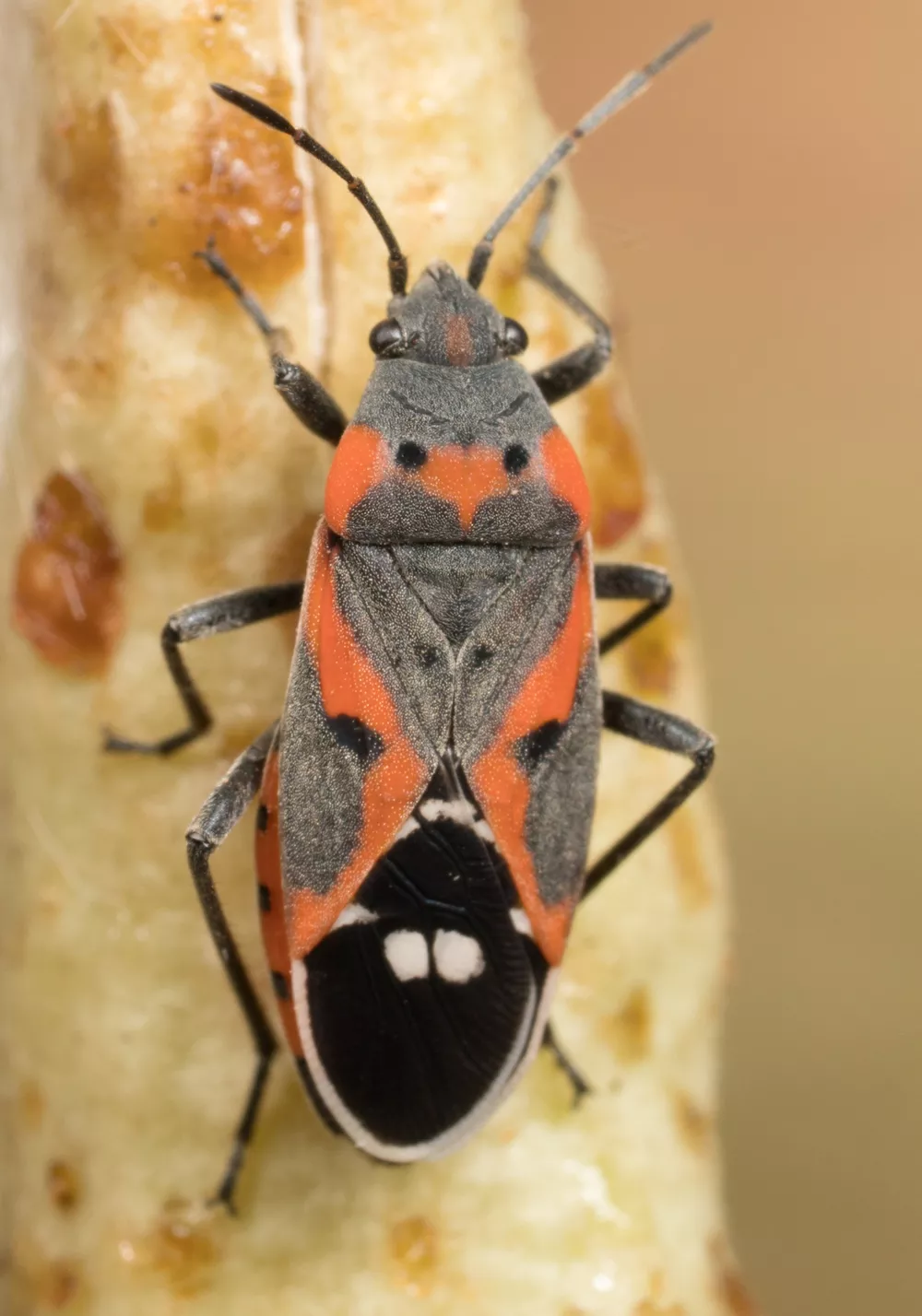 Lygaeoidea (Seed bugs and allies) | Humboldt Life | Lost Coast Outpost ...