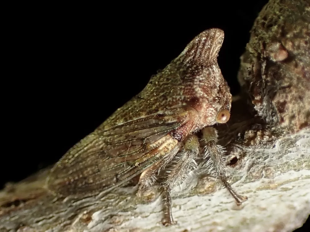Membracidae (Typical treehoppers) | Humboldt Life | Lost Coast Outpost ...