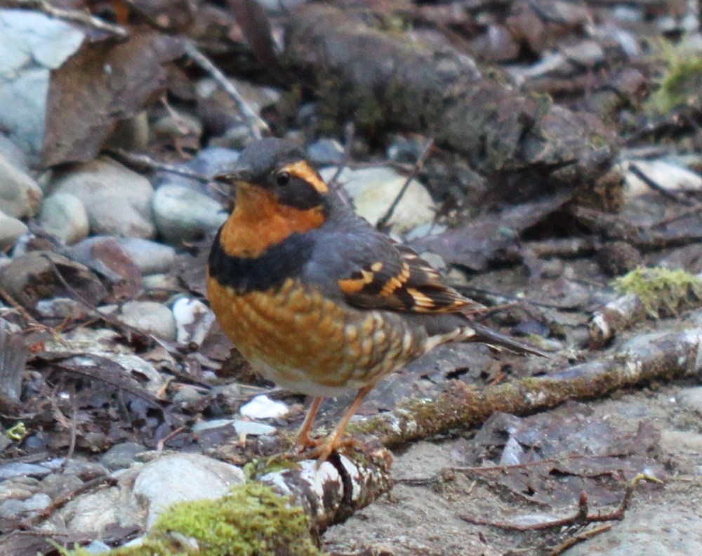 Ixoreus naevius (Varied thrush) | Humboldt Life | Lost Coast Outpost ...