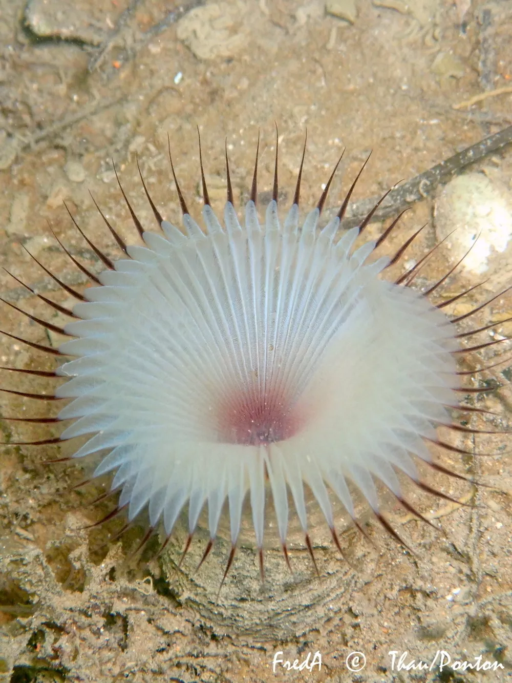 Myxicola infundibulum (Sand fan worm) | Humboldt Life | Lost Coast ...