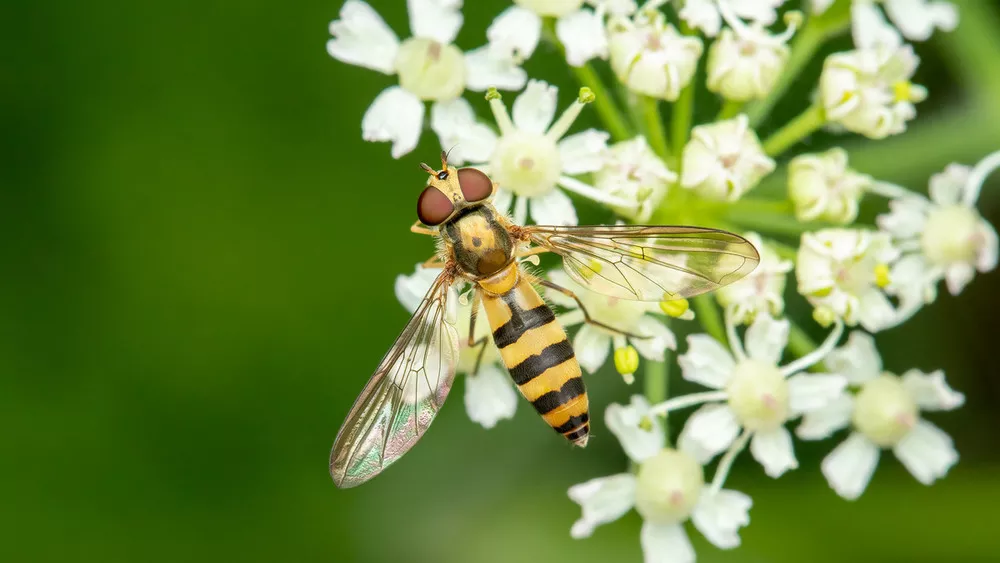 Meliscaeva cinctella (American thintail fly) | Humboldt Life | Lost ...